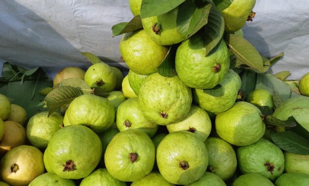 Klasifikasi Jambu Biji: Mencari Tahu Lebih Lengkap Tentang Buah Segar ... Klasifikasi Jambu Biji: Mencari Tahu Lebih Lengkap Tentang Buah Segar ...